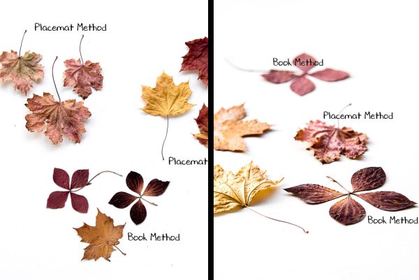Pressing Leaves to Preserve Texture - Backgrounds by Barb