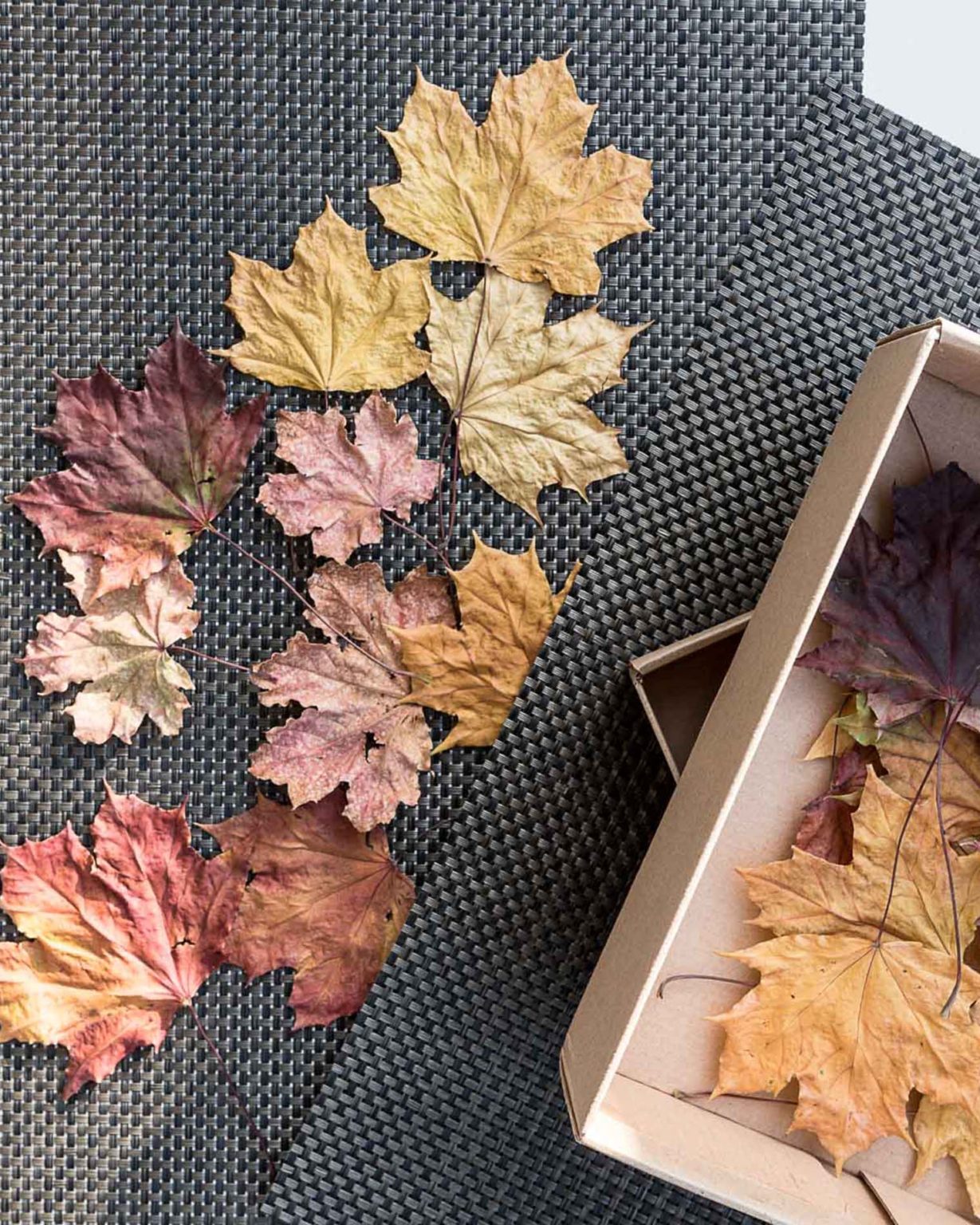 Pressing Leaves to Preserve Texture - Backgrounds by Barb