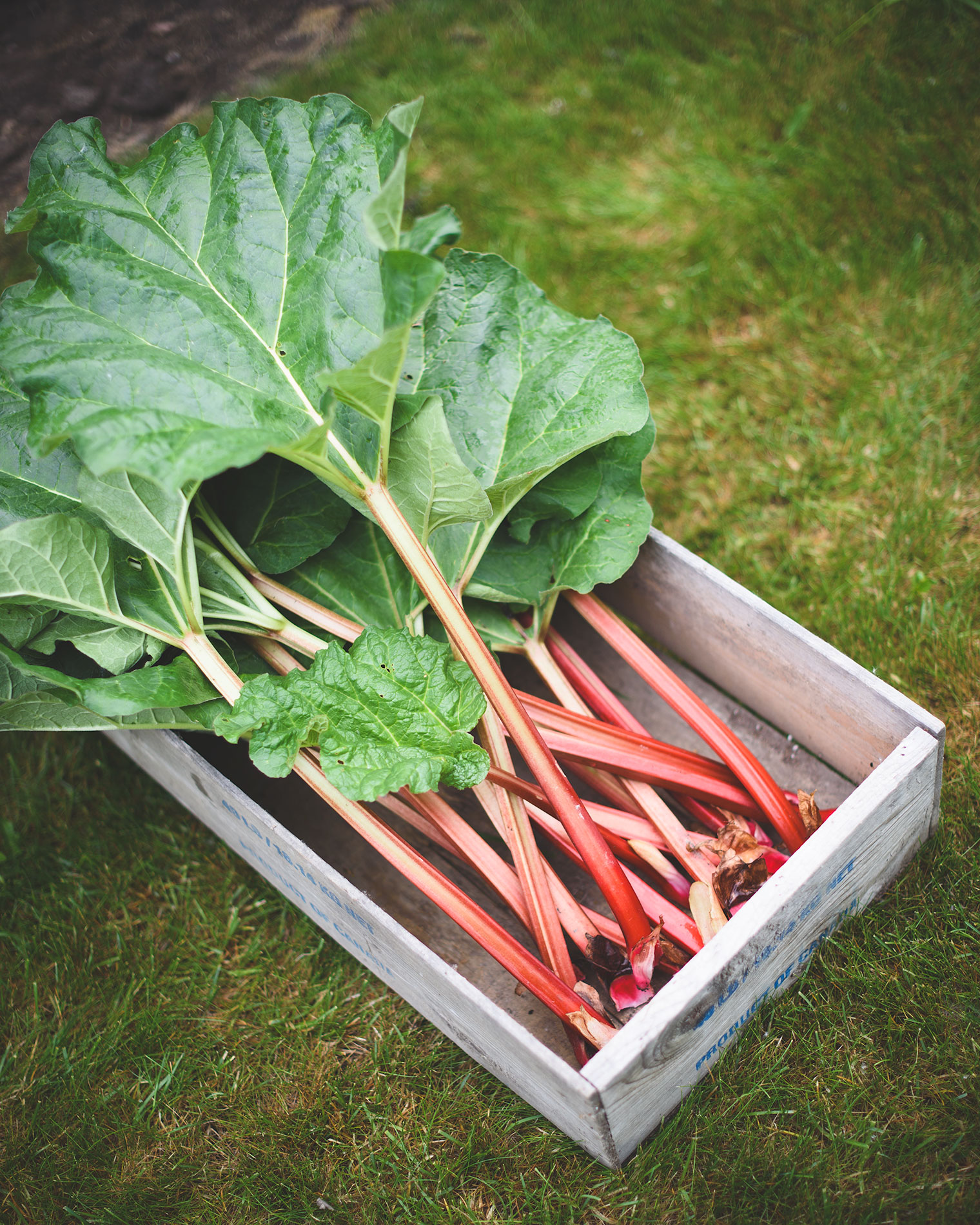 Capturing the Beauty of Rhubarb in Photography - Backgrounds by Barb